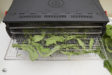 Dehydrated Arugula Flakes