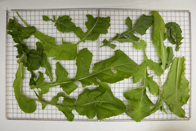 Dehydrated Arugula Flakes