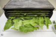 Dehydrated Arugula Flakes